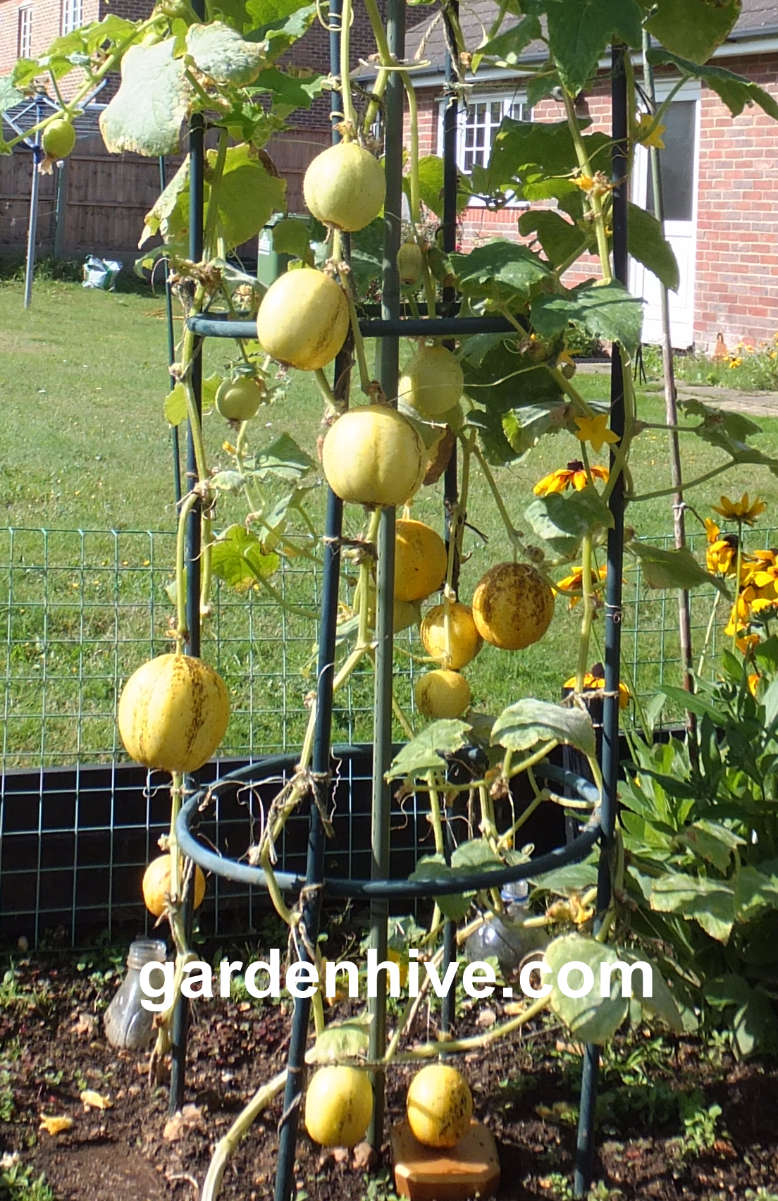 HOW TO GROW CUCUMBERS